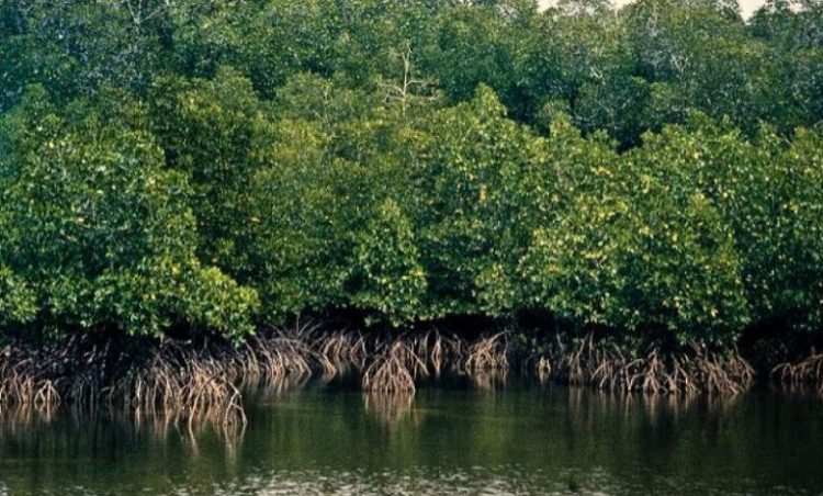 BRIN Luncurkan MonMang v2.0, Aplikasi Pemantau Hutan Mangrove – TechForID